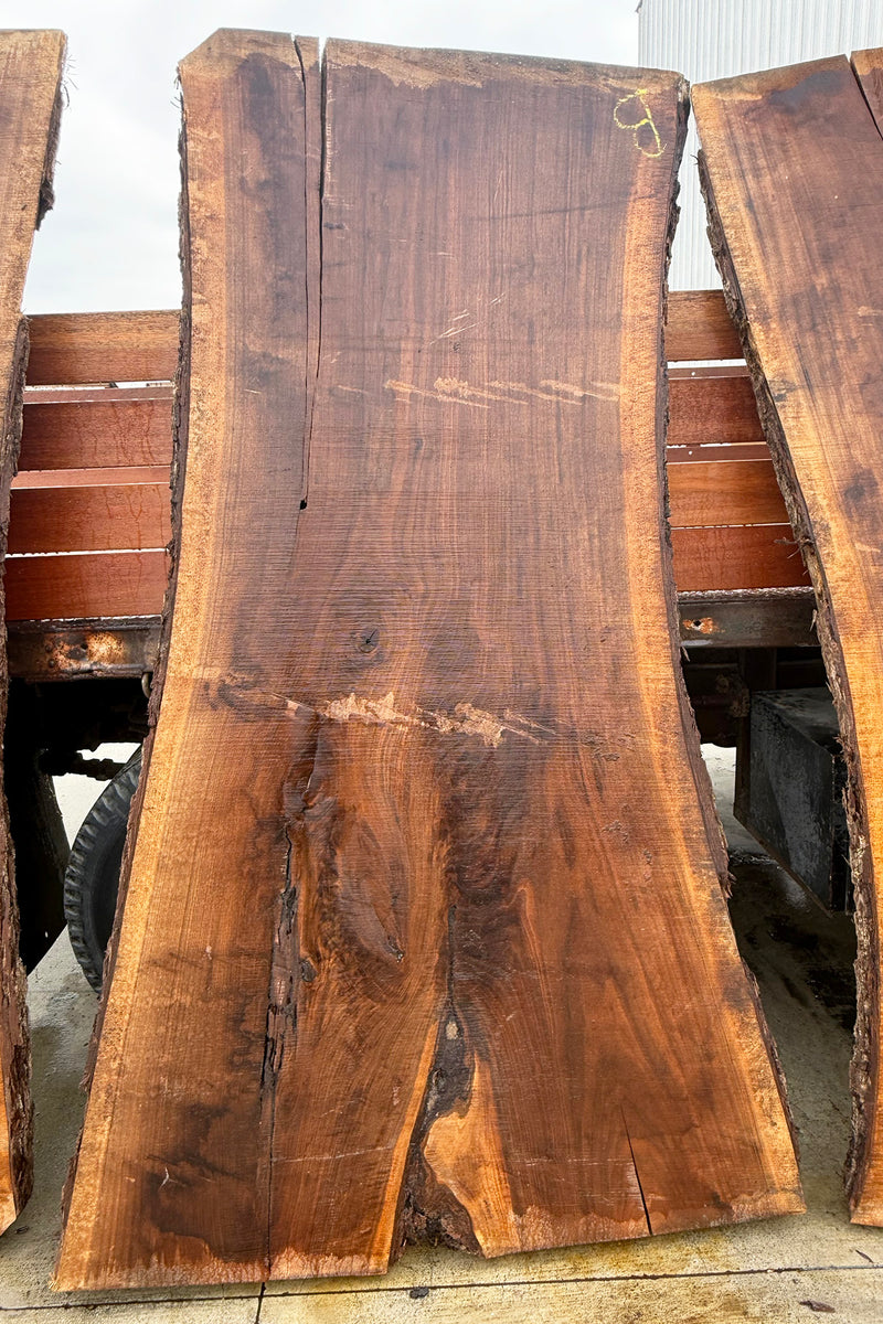 Walnut Slab B – Bohnhoff Lumber